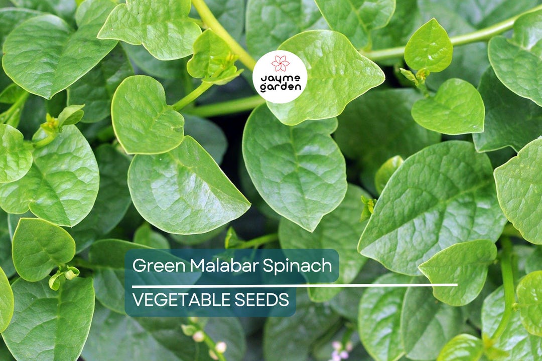 100 Green Malabar Spinach Seeds - Heat-tolerant Climbing Vine, Non-gmo ...