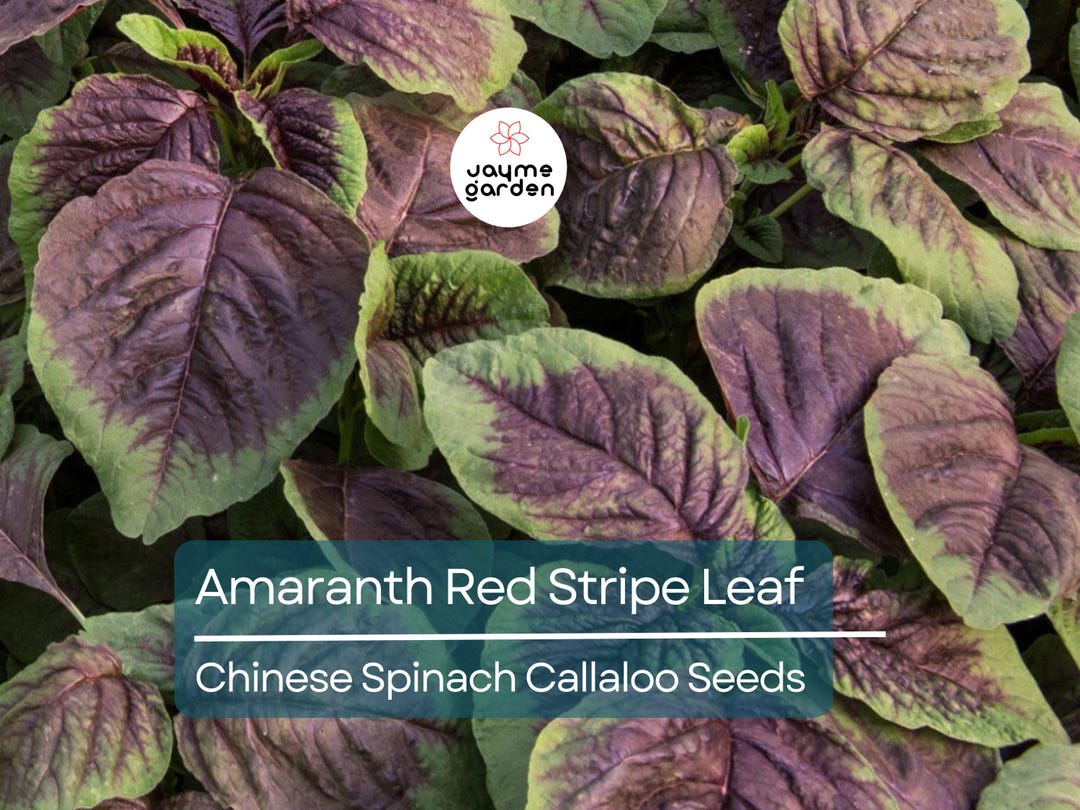 500 Seeds Edible Amaranth Red Stripe Leaf Chinese Spinach Yin Tsai ...