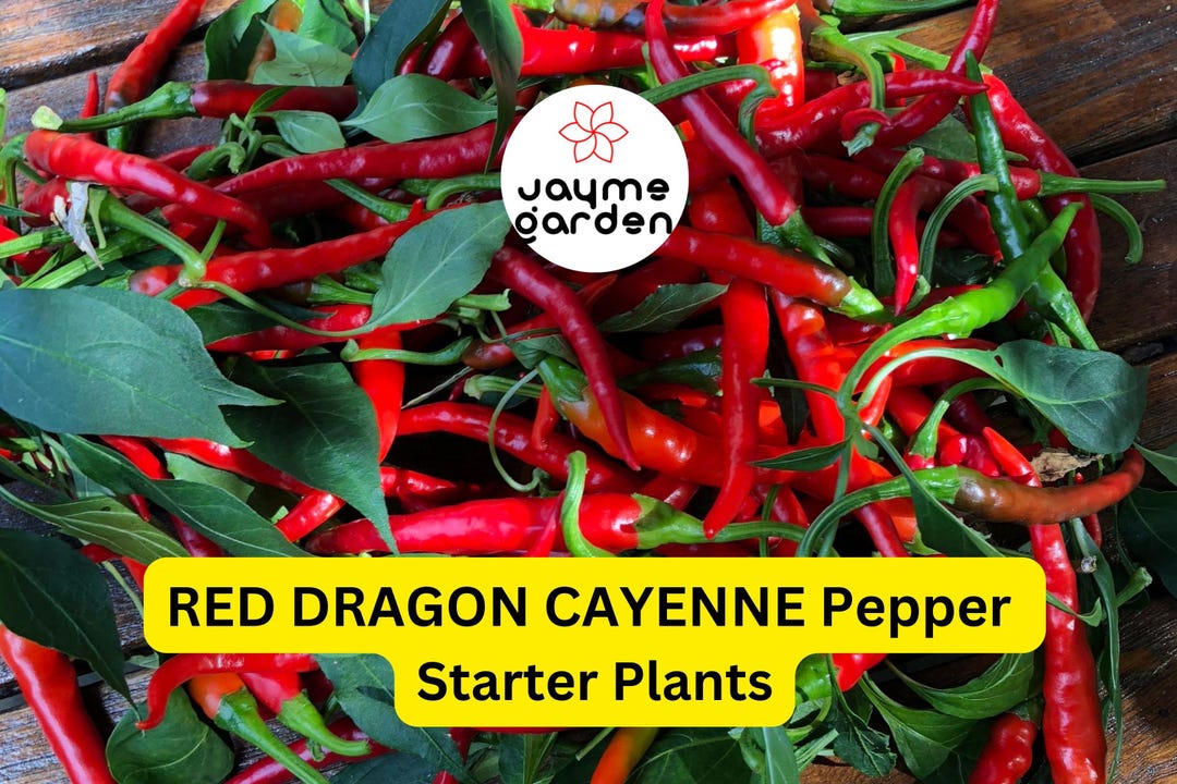 3 Red Dragon Cayenne Pepper Starter Plants - Spicy & High Yield Chili ...