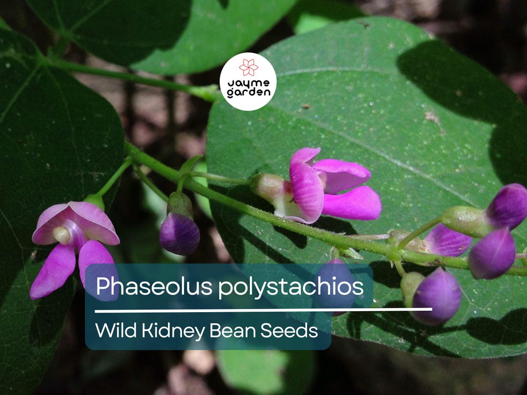 5 Seeds Phaseolus Polystachios Wild Kidney Bean for Planting Edible ...