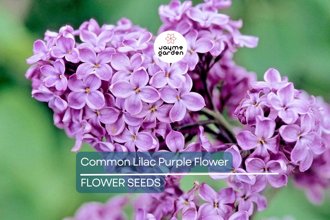 20 Common Lilac Seeds (syringa Vulgaris) – Purple Fragrant Flowering ...