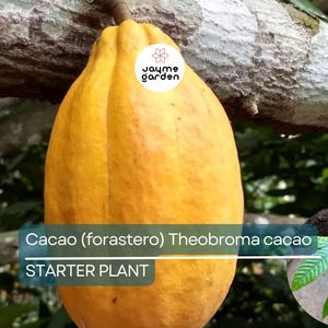 Cacao Tree Starter Plant – Live Tropical Fruit Tree (theobroma Cacao ...