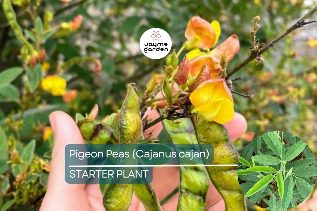 Pigeon Pea Starter Plant - Cajanus Cajan 12”-24” | Tropical, Nutritious ...