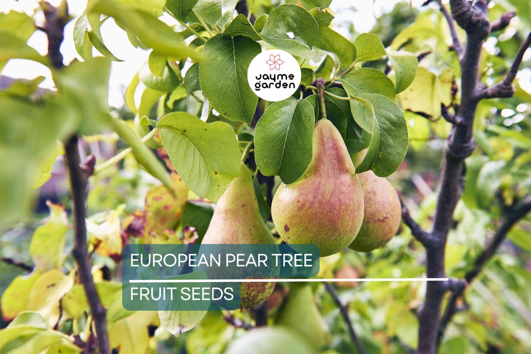 10 European Pear Tree Seeds (pyrus Communis) – Hardy Fruit Tree, White ...