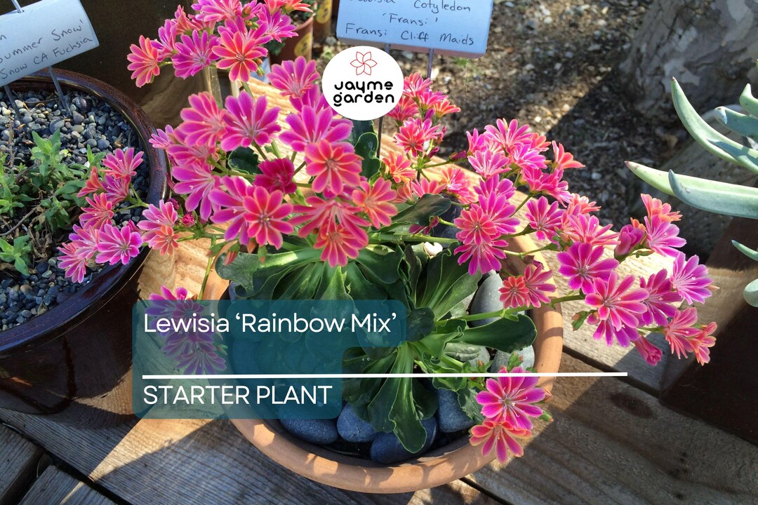 Lewisia 'rainbow Mix' | Hardy Succulent Starter Plant | Drought ...