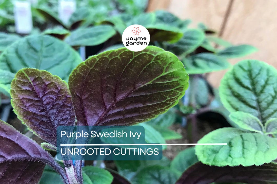 Purple Swedish Ivy Cuttings (4) - Millionaria/planta Del Dinero Morada ...