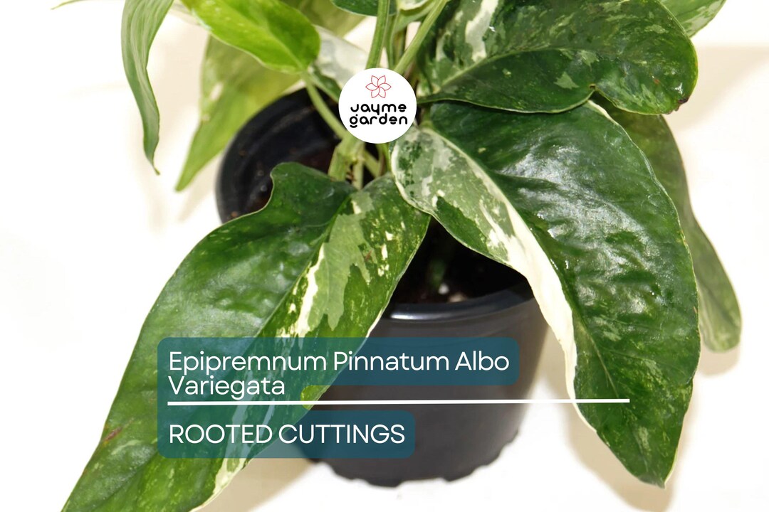 Epipremnum Pinnatum Albo Variegata Rooted Cutting - Healthy Houseplant ...