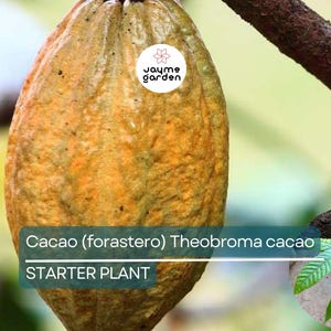 Cacao Tree Starter Plant – Live Tropical Fruit Tree (theobroma Cacao ...
