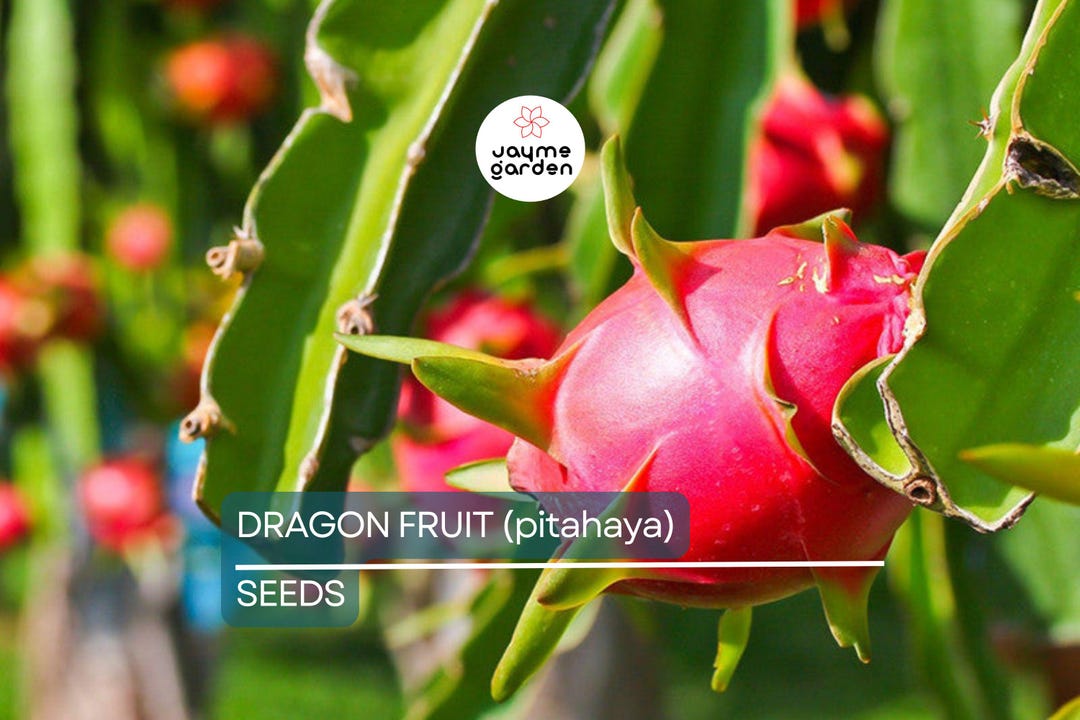 25 Seeds White Dragon Fruit Plant | Pitahaya (hylocereus Undatus) | Edible Cactus Pitaya Plant ...
