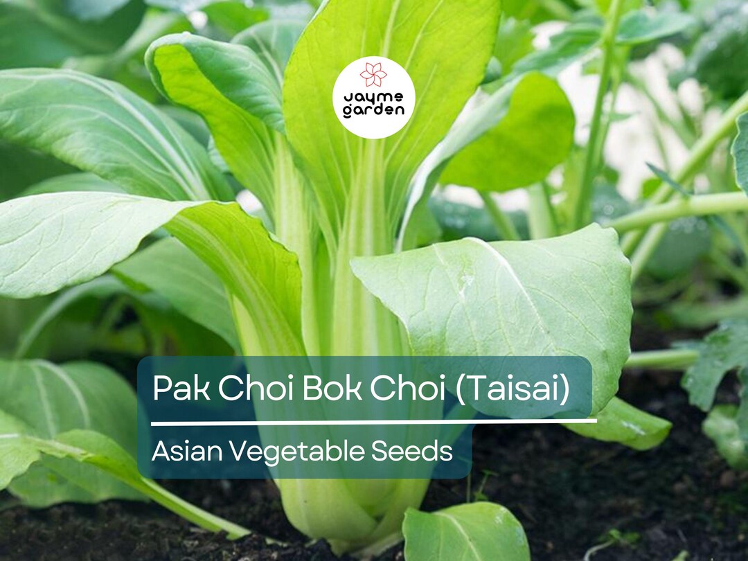 500mg Pak Choi Bok Choi Taisai Seeds Heirloom Non-gmo Asian Greens Fast ...