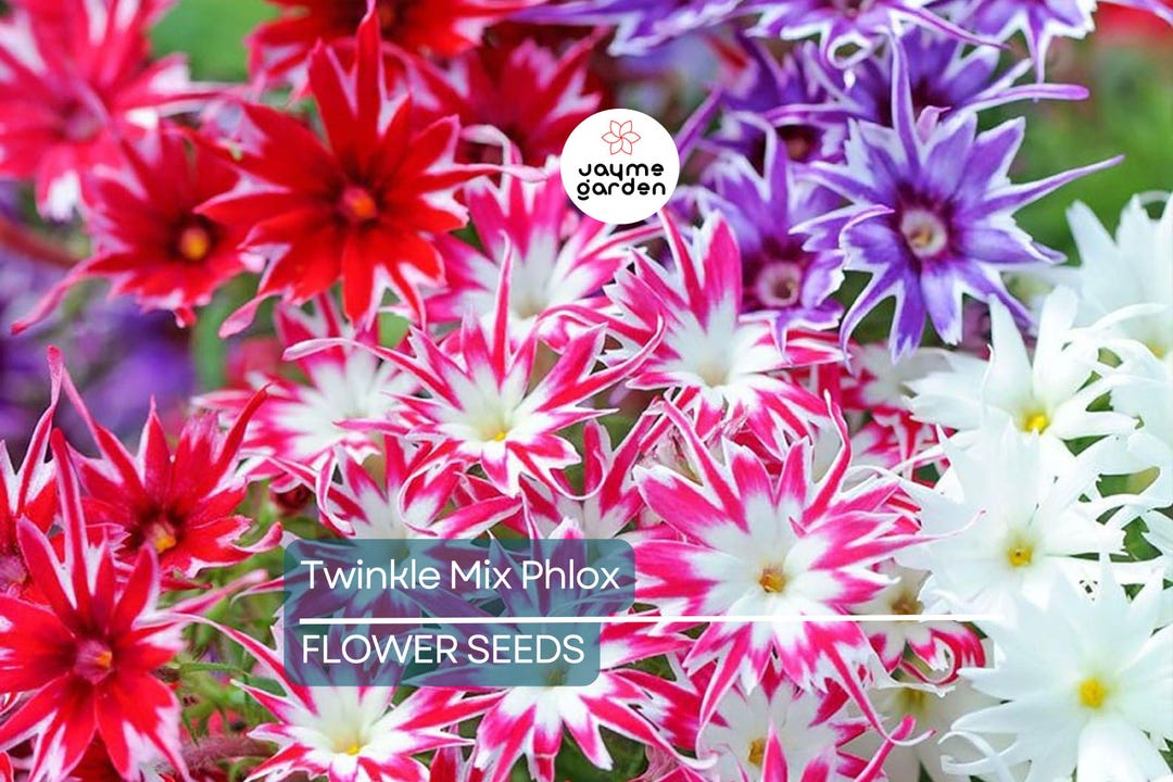 50+ Twinkle Mix Phlox Seeds - 10" Star-shaped Flowers, Annual USA ...