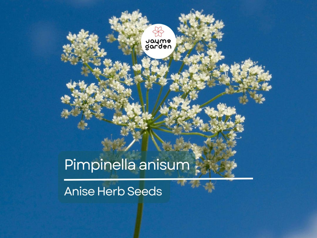 Anise Herb Seeds for Planting (250mg) - Aromatic & Edible Heirloom ...