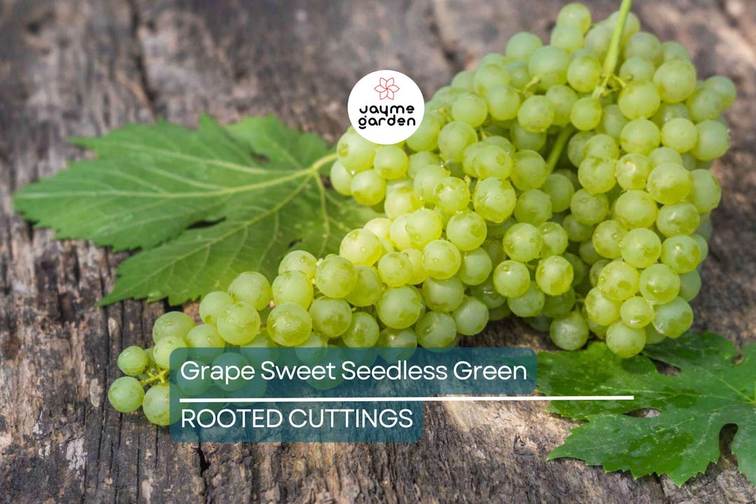 Grape Vine 18” Rooted Cutting – Sweet Seedless Green Grape Plant ...
