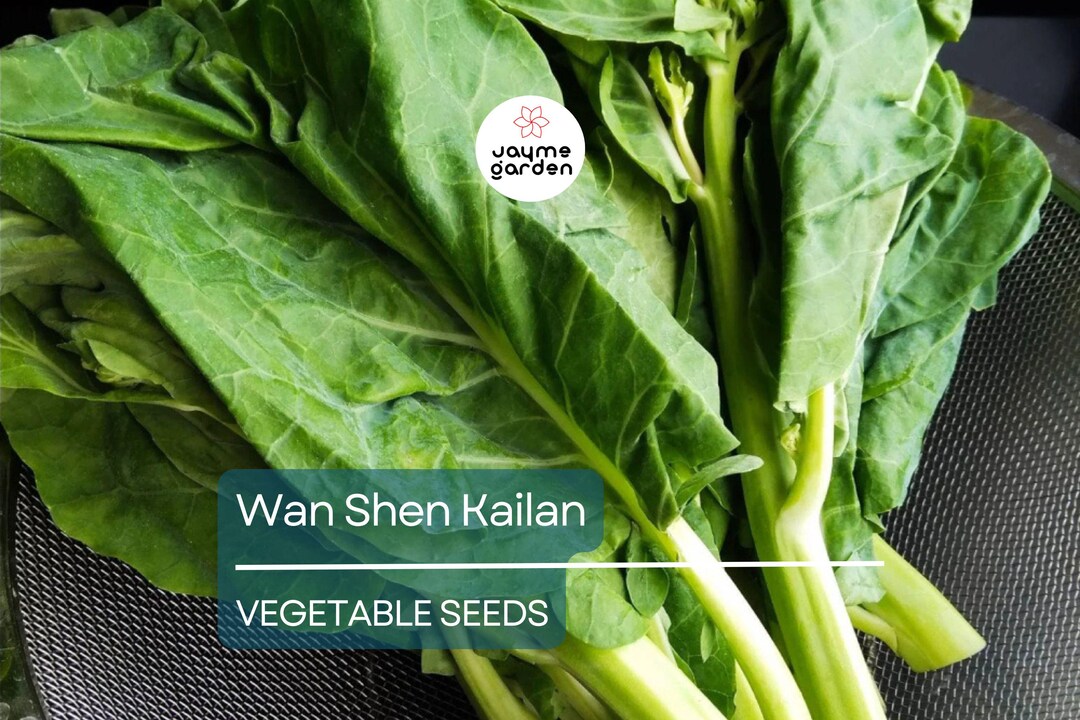 500mg Wan Shen Kailan Seeds Heirloom Chinese Broccoli Tender Asian Green for Stir-fries, Soups ...