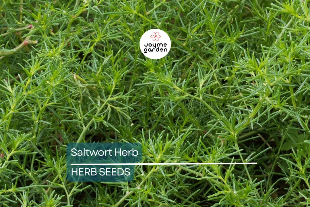 200 Saltwort Herb Seeds – Non-gmo, Traditional Japanese Culinary Herb ...