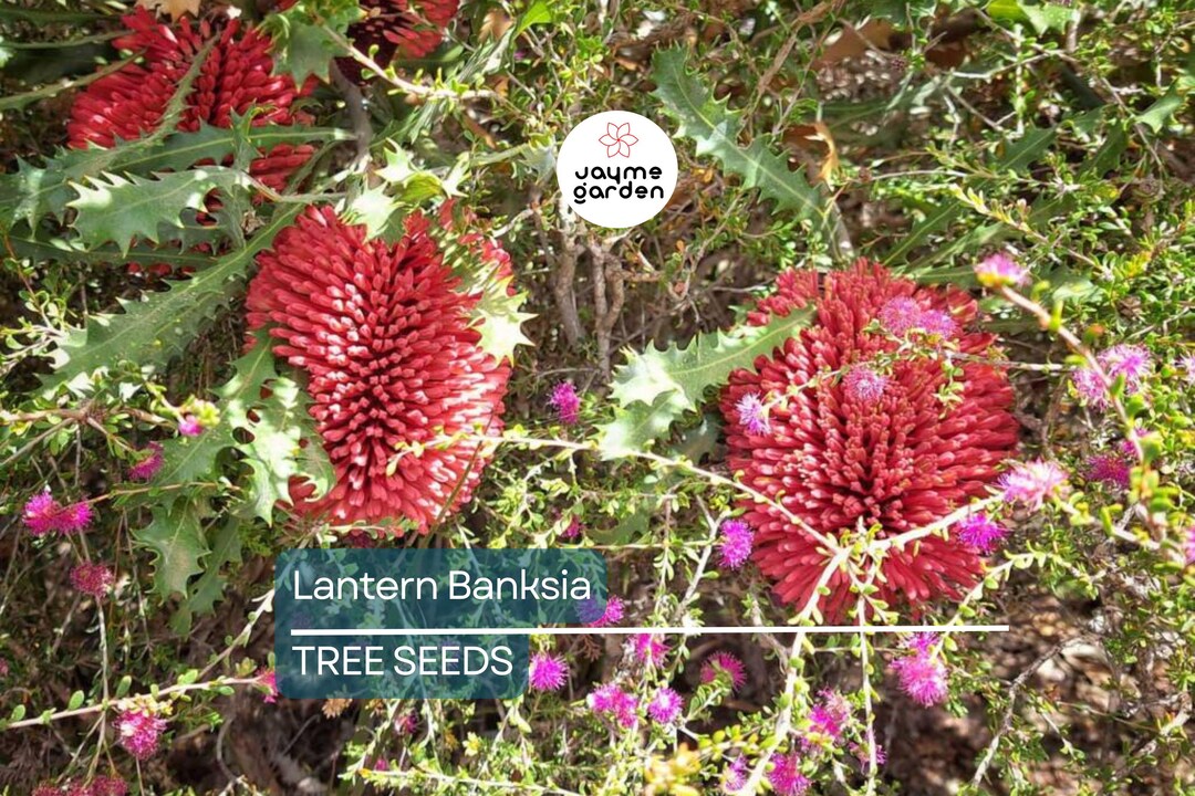 5 Lantern Banksia fireworks Seeds banksia Ericifolia 8' Tall, Exotic ...