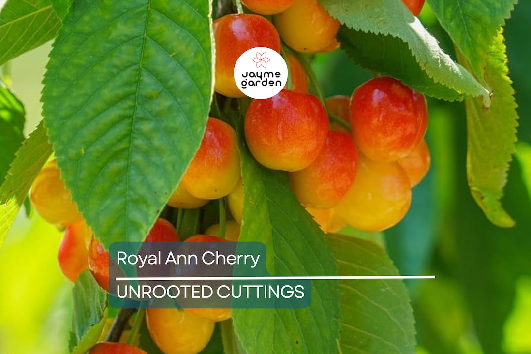 Royal Ann Cherry Tree Scion Cuttings | 3 Fresh Cuttings | Grafting ...