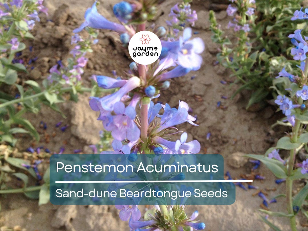 50 Seeds Penstemon Acuminatus Sand-dune Beardtongue for Planting Native ...