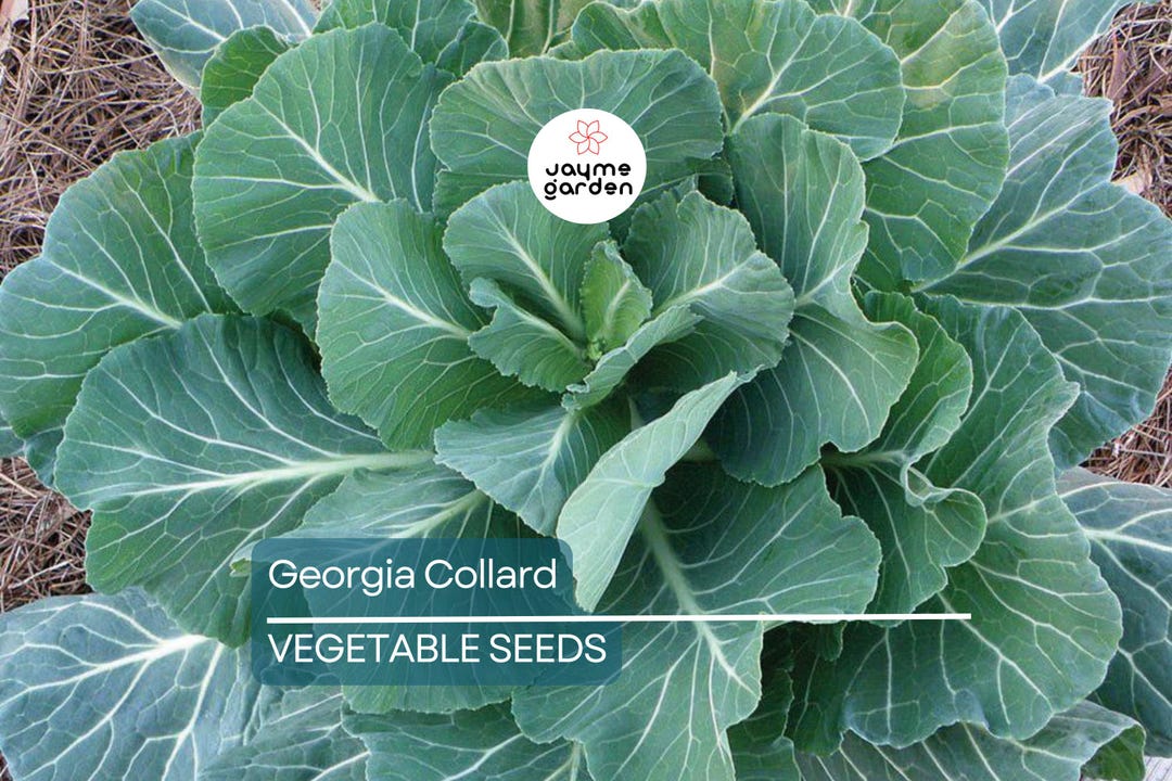 2,000 Georgia Collard Seeds – Heirloom, Non-gmo, Cold & Heat Tolerant ...