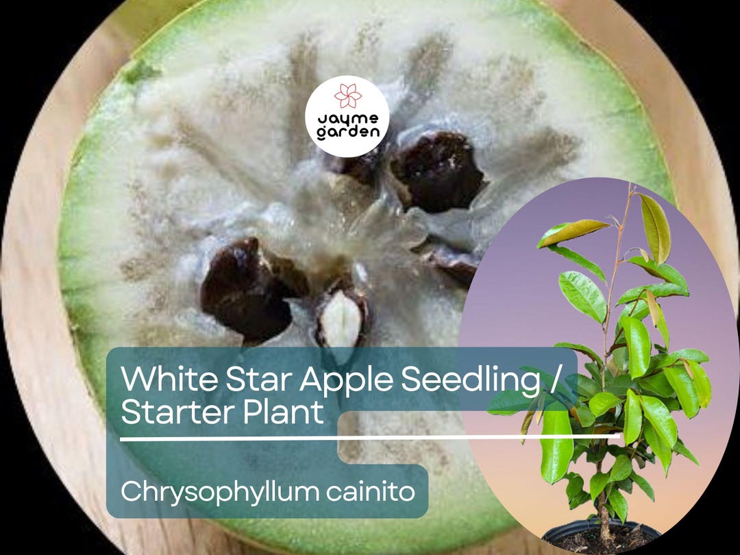 White Star Apple Starter Plant chrysophyllum Cainito Live Caimito Fruit ...
