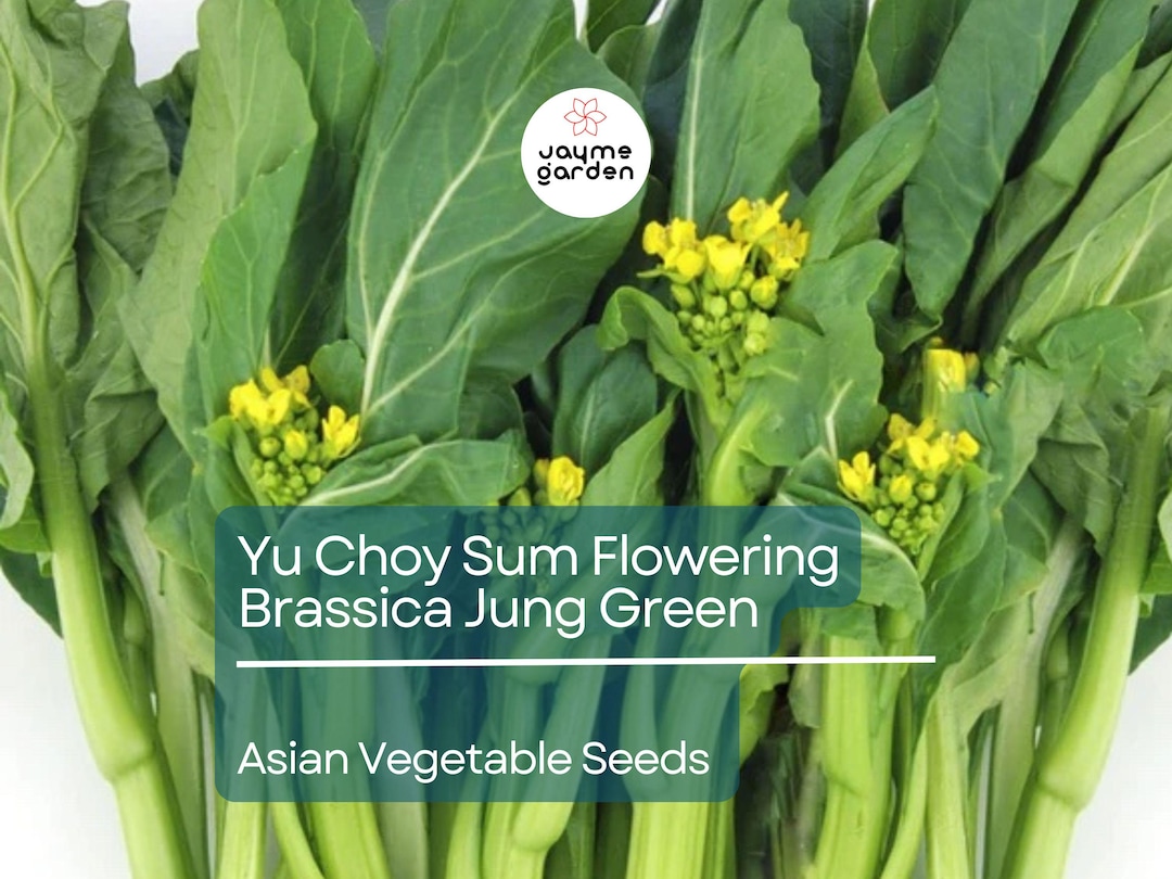 500mg Yu Choy Sum Seeds Flowering Brassica Jung Green Heirloom Non-gmo ...