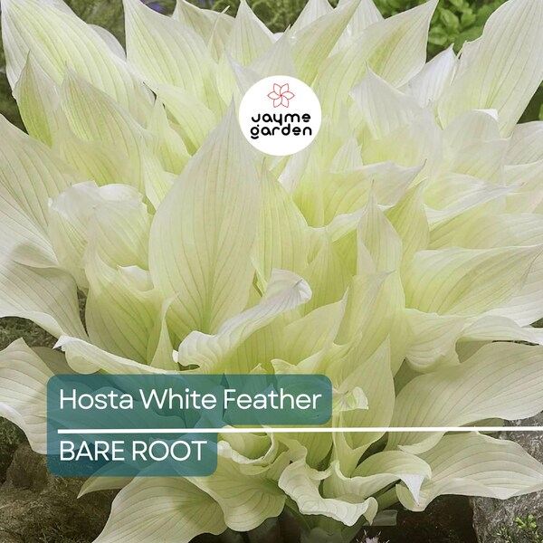 Rare Hostas - Etsy