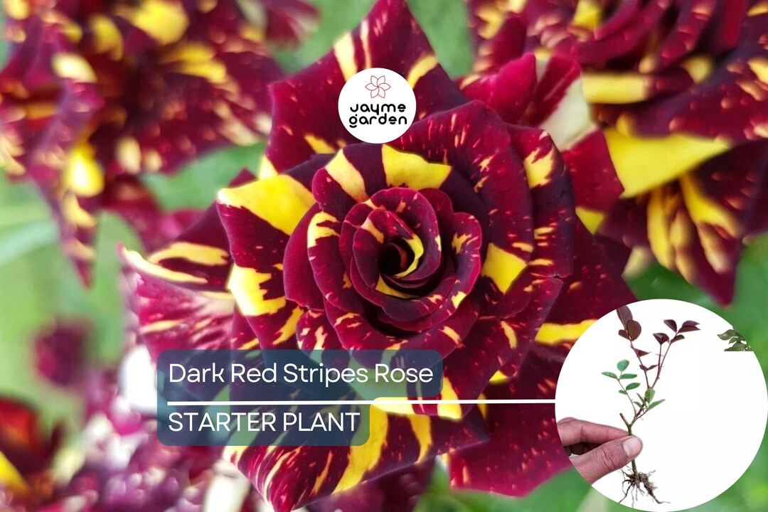 Dark Red Striped Rose Plant Seedling Live Ready to Plant Drought ...