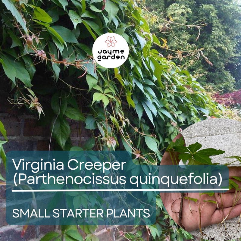 Virginia Creeper - Etsy