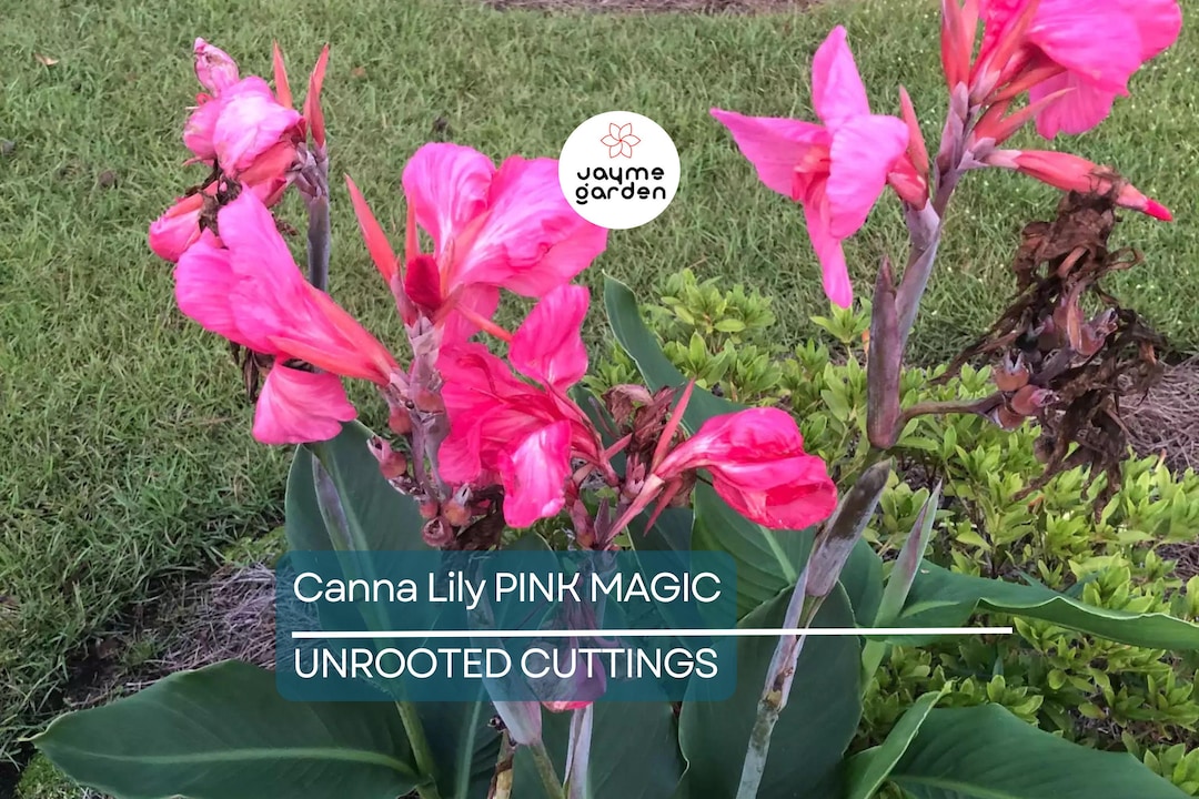 1 Canna Lily Pink Magic Bulb - Dwarf Tropical Plant, Fast-growing, Deep ...