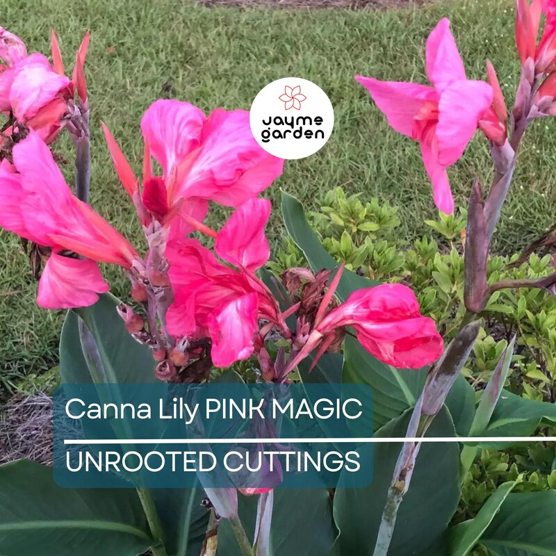 Pink Canna Lily - Etsy