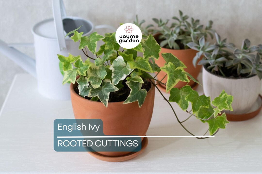 15 English Ivy Rooted Cuttings | Fast-growing Privacy Plant | Hardy ...