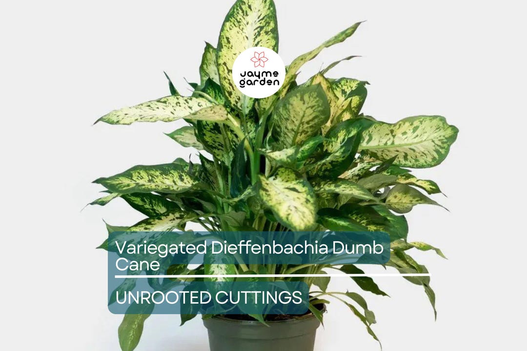Variegated Dieffenbachia Dumb Cane Live Cutting | Rare Houseplant | Air ...