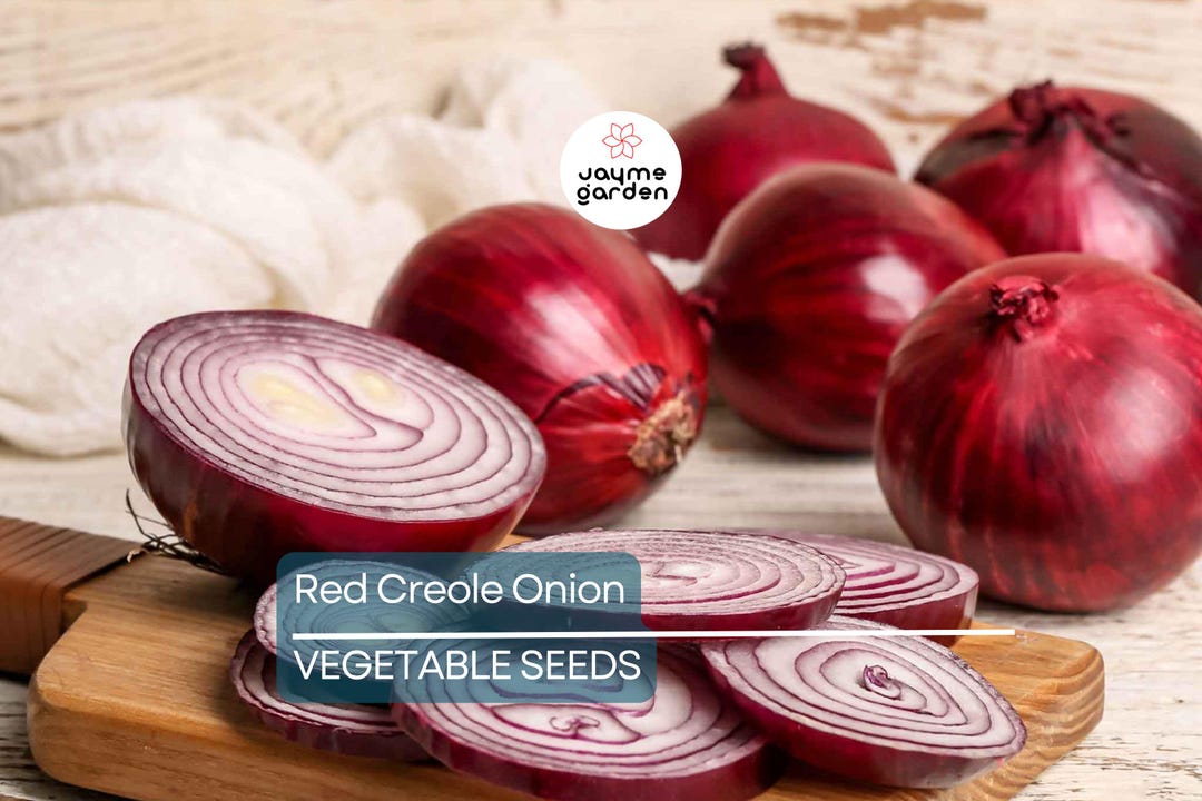 500 Red Creole Onion Seeds – Non-gmo Heirloom, Short-day, Spicy Flavor ...