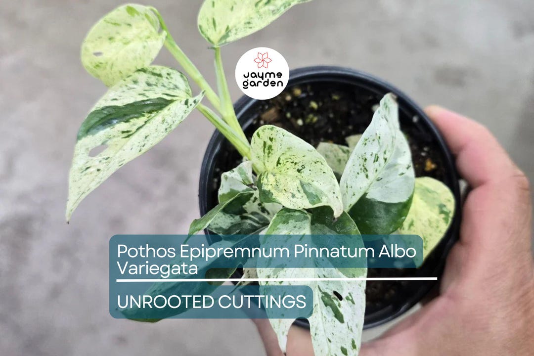 Pothos Epipremnum Pinnatum Albo Variegata Cuttings, Beautiful ...