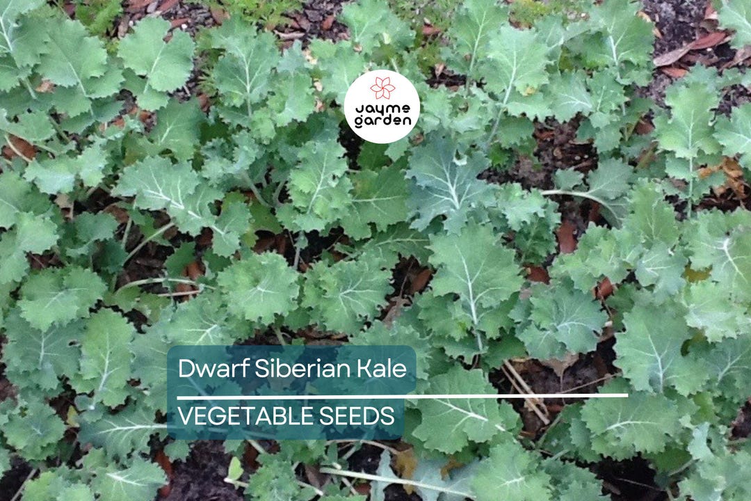 2,000 Dwarf Siberian Kale Seeds – Non-gmo Heirloom, Cool Weather, Great ...