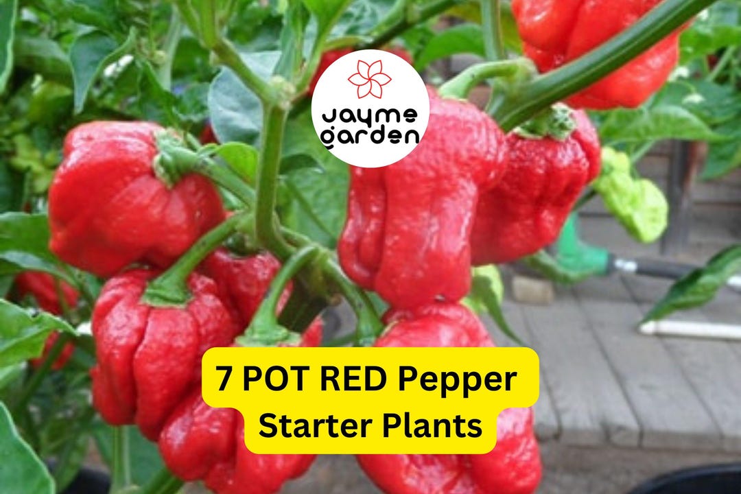 3 Starter Plants 7 Pot Red Pepper - Super Hot Chili - Extreme Heat for ...