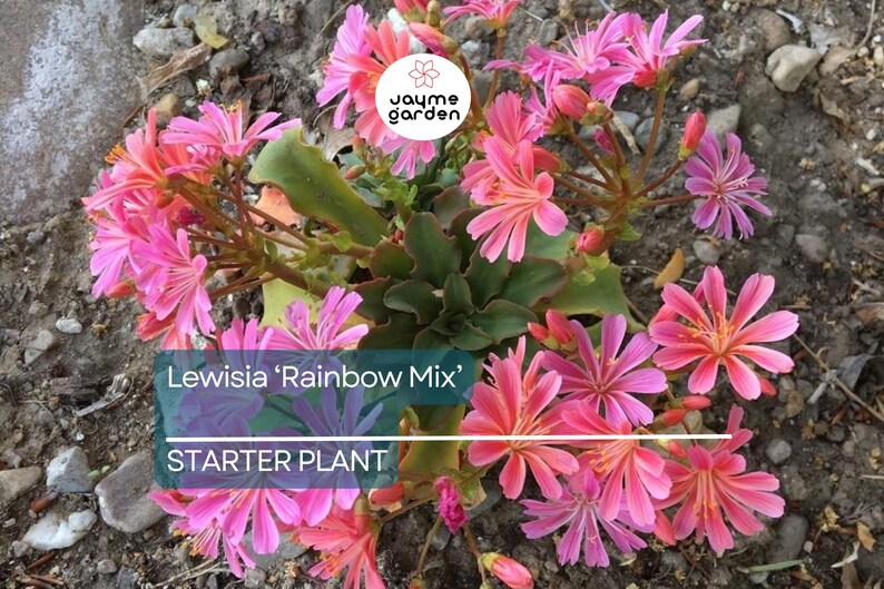 Lewisia 'rainbow Mix' Hardy Succulent Starter Plant Drought-tolerant ...