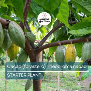 Cacao Tree Starter Plant – Live Tropical Fruit Tree (theobroma Cacao ...