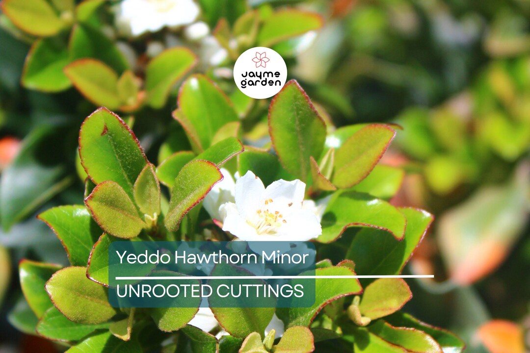 Super Rare Yeddo Hawthorn Minor - 5 Fresh Cuttings for Rooting or ...