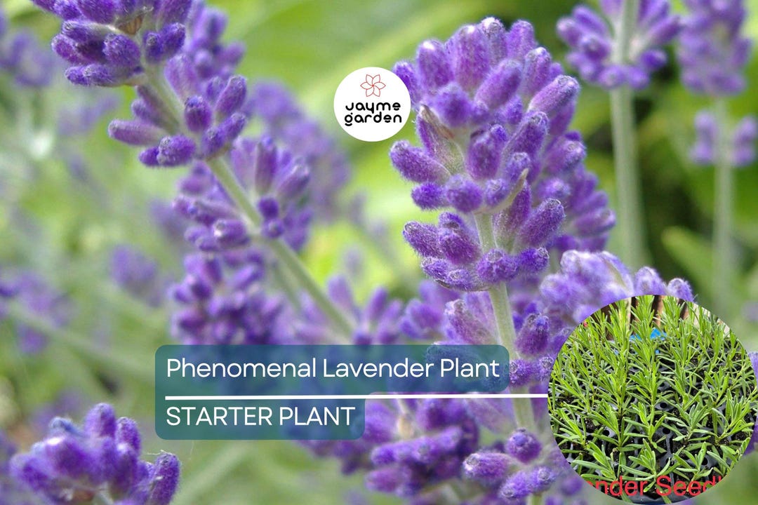 1 Phenomenal Lavender Starter Plant Lavandula Intermedia Live Plug, 11. ...