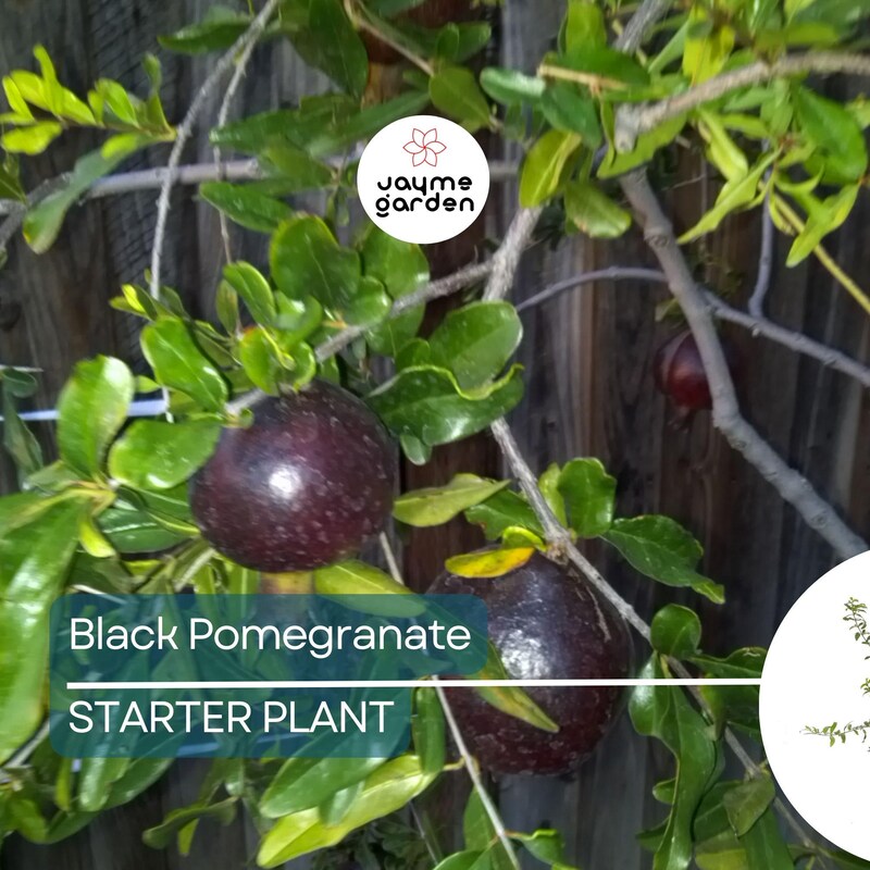 Pomegranate Tree - Etsy