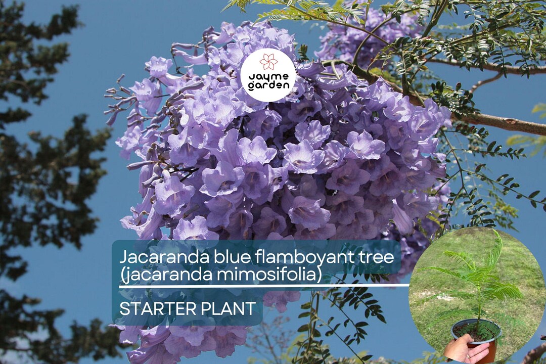 Jacaranda Blue Flamboyant Tree jacaranda Mimosifolia 818 Exotic Purple ...