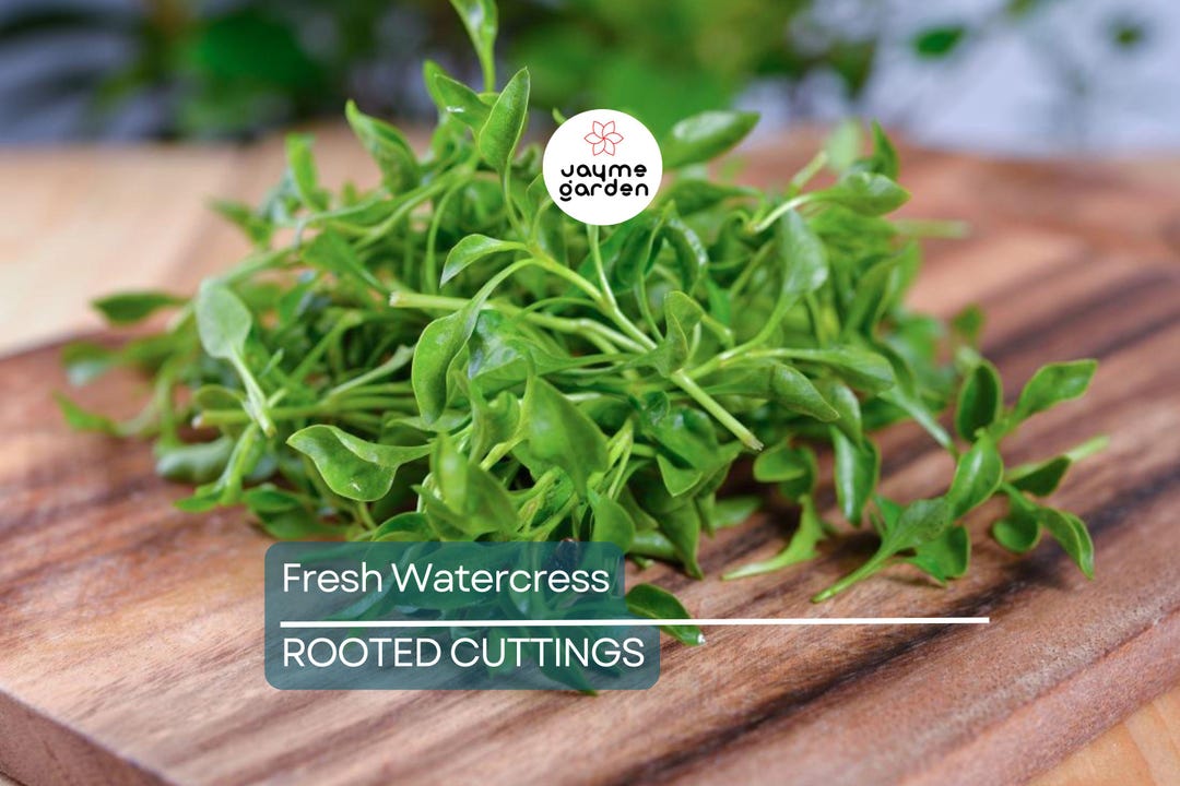 10 Fresh Watercress Cuttings With Roots – Live Vegetable – Ready to ...
