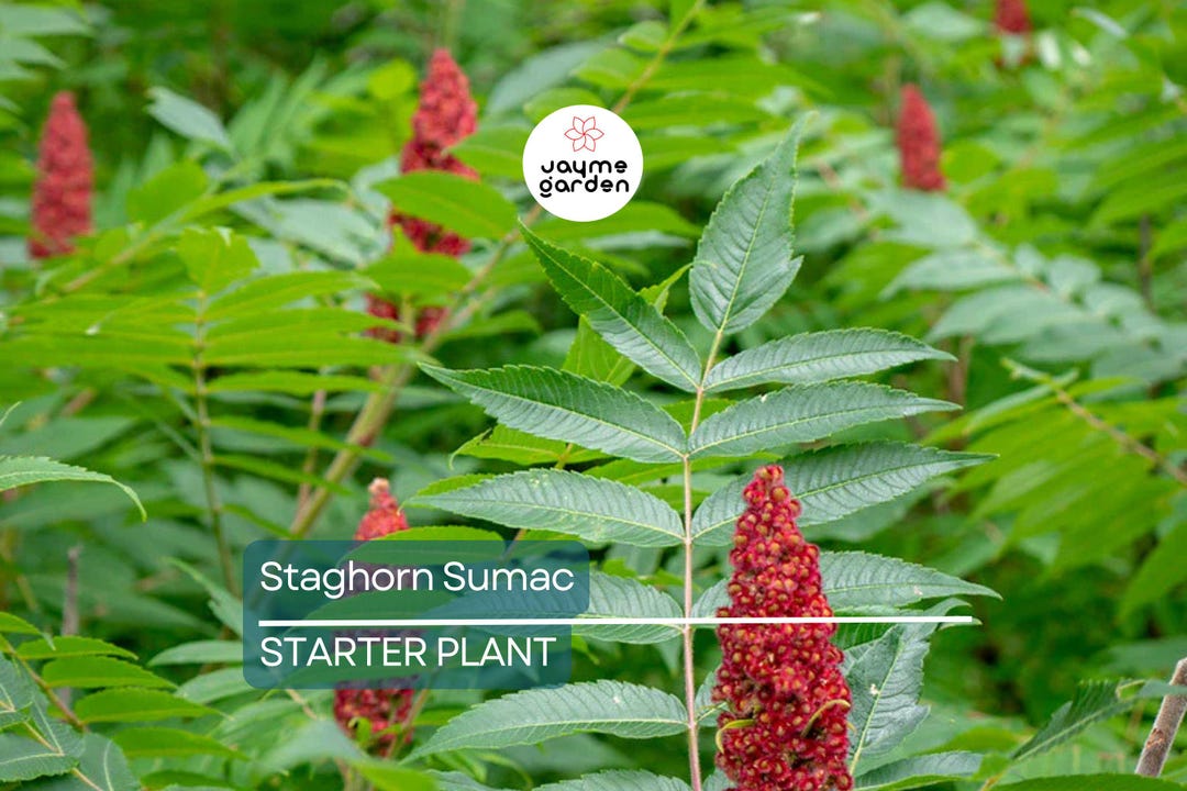 Staghorn Sumac Tree (rhus Typhina) – Live Bare Root Plant 10"-12 ...