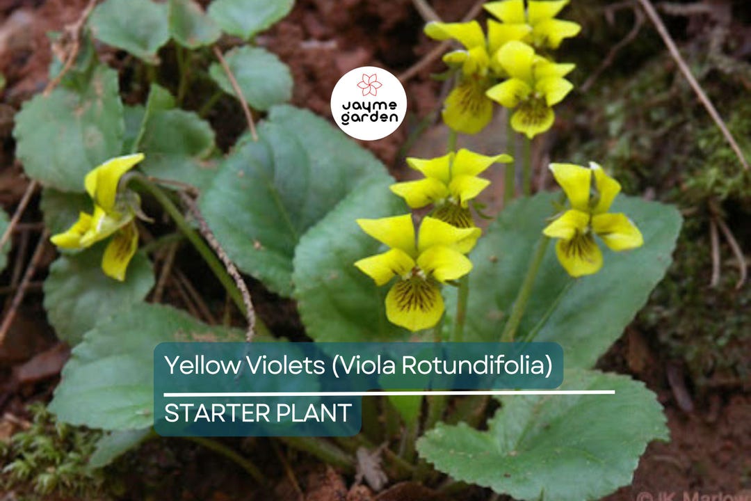 Yellow Violets (viola Rotundifolia) | Bare-root Starter Plants - Heart ...