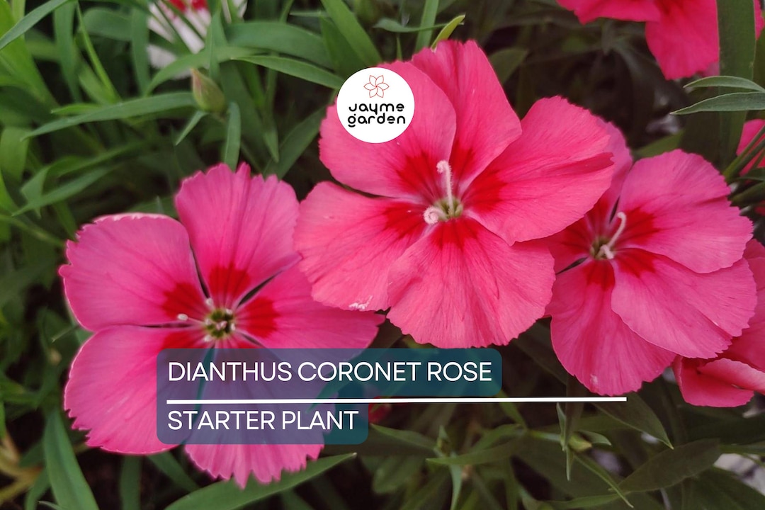 288 Dianthus Coronet Rose Live Plant Plugs Vibrant Garden Flowers DIY ...