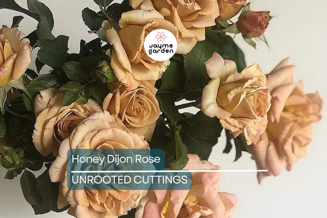 Super Rare Honey Dijon Rose | 3 Fresh Cuttings | for Rooting or ...