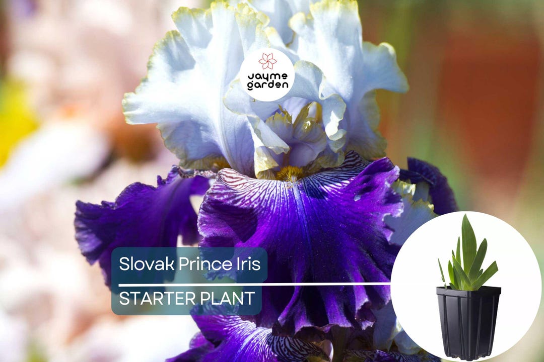 Slovak Prince Iris – 36" Tall | Fragrant Purple, White & Gold Flowers ...