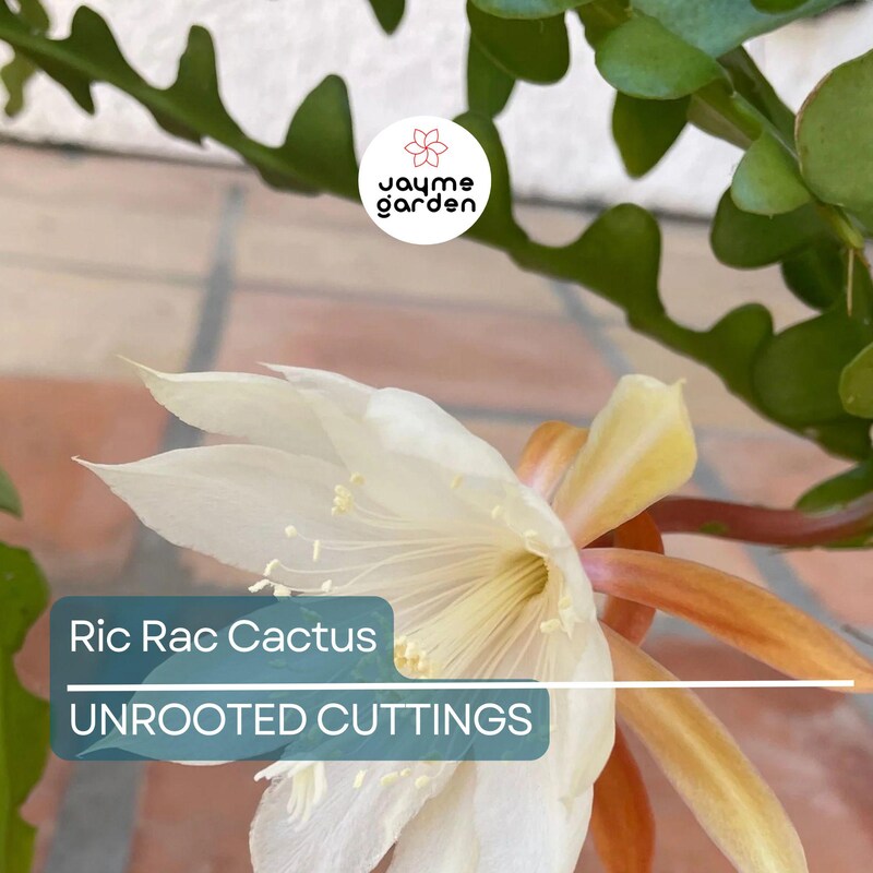 Ric Rac Cactus - Etsy