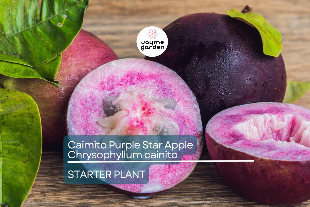 Caimito Purple Star Apple Tree | 3-6" Live Seedling | Exotic Tropical ...